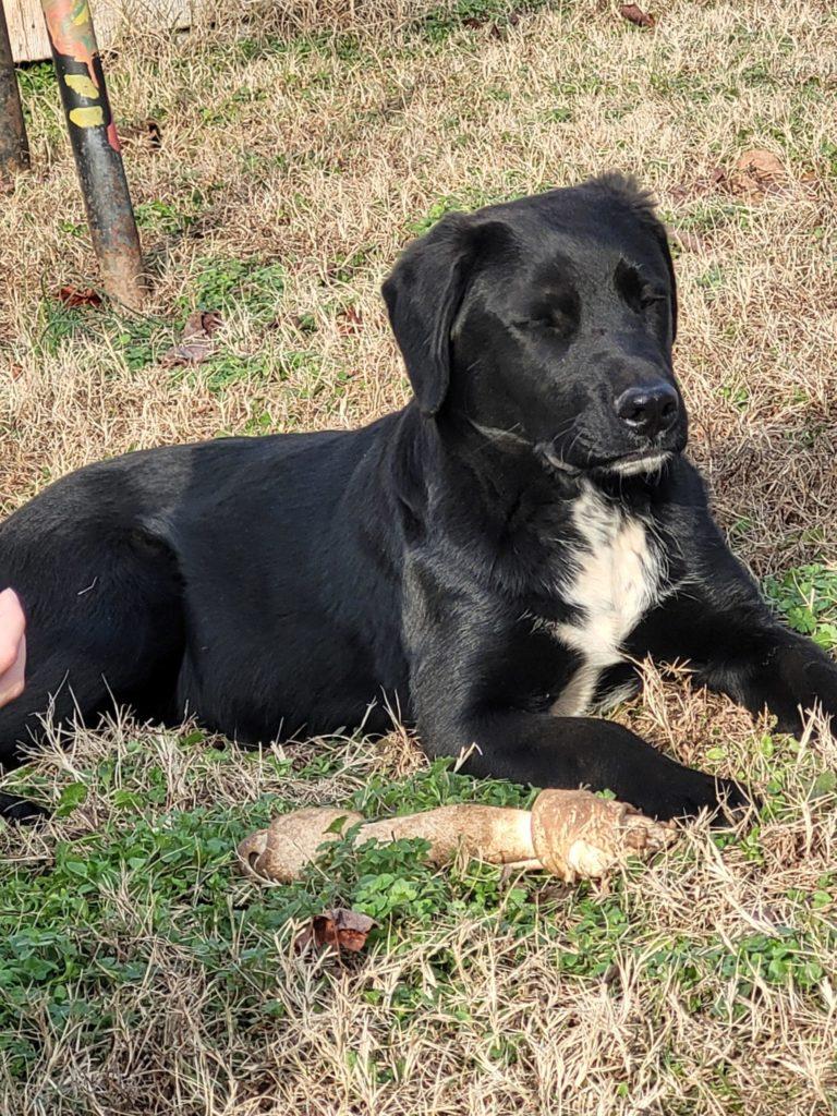 Meet Our Lab Mix Puppy – Beautiful Together Animal Sanctuary
