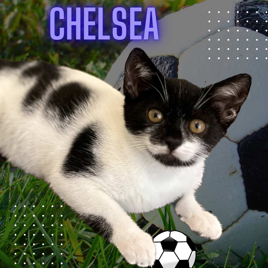 Available Cats - Beautiful Together Animal Sanctuary